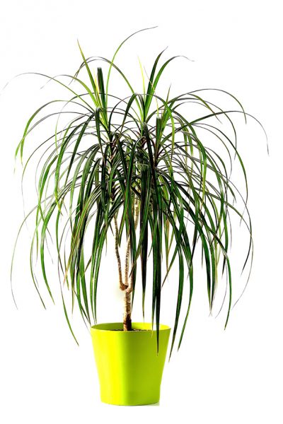 Strata Living: 24 Suitable Indoor Plants | Strata Data